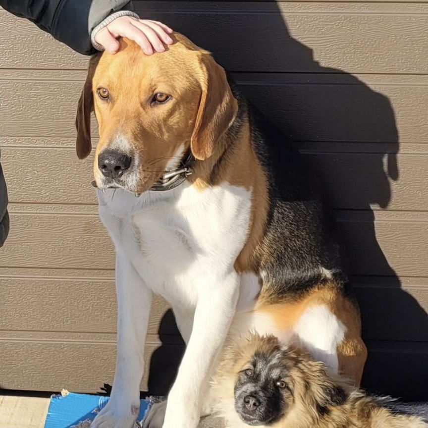 Для вязки русская пегая гончая