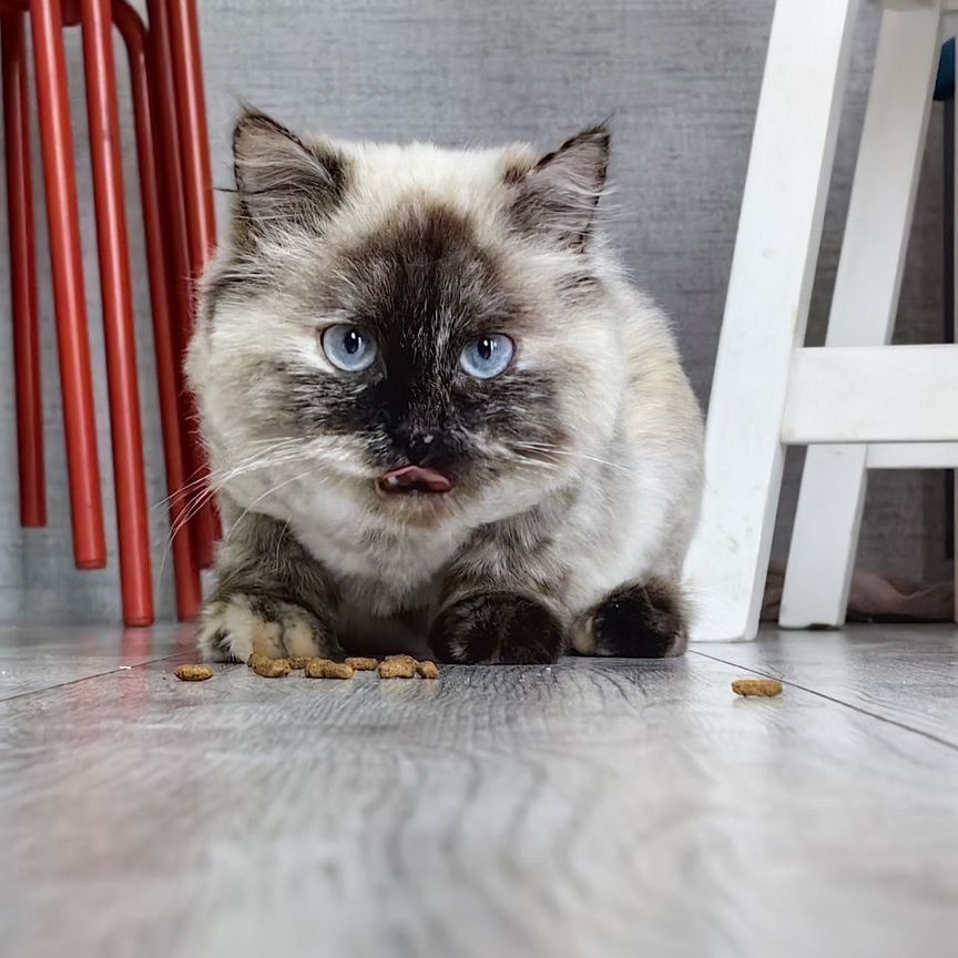 Персидская прямоухая кошечка