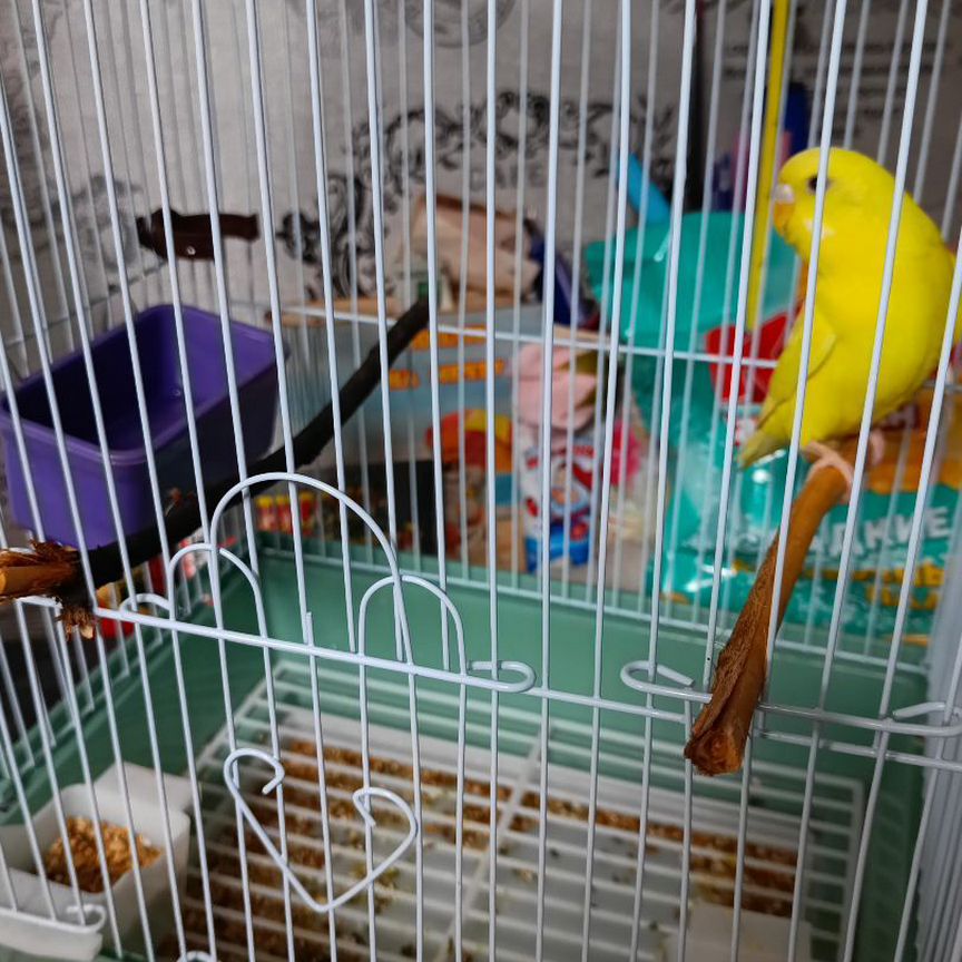 Волнистый попугай с клеткой самка 5 месяцев