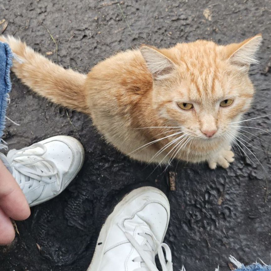 Рыжий котенок в добрые руки