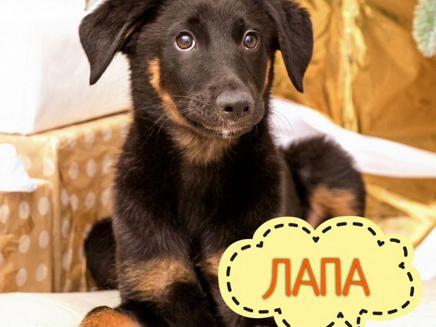 Собака Лапа