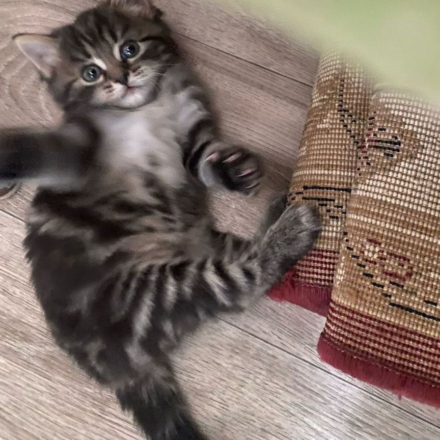 Шотландский вислоухий короткошёрстный котёнок