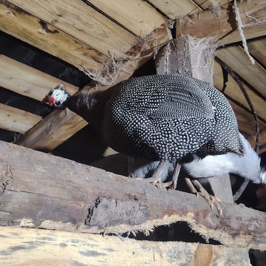 Цесарки самцы