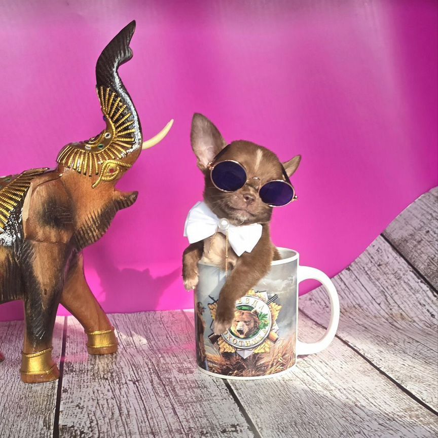 Микро мальчик Чихуахуа