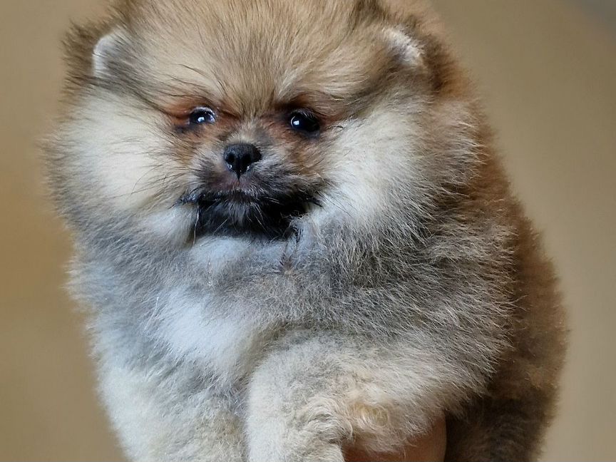 Померанский шпиц мини щенок