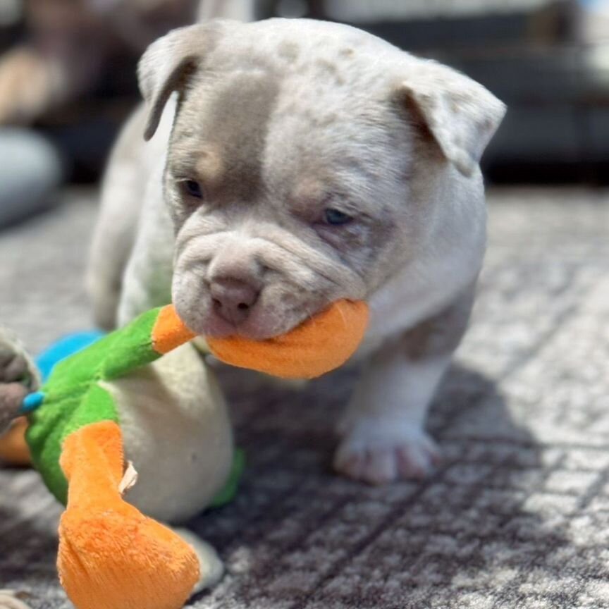 Американский булли покет мерль