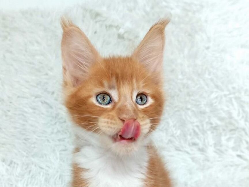 Jerry котенок мейнкун Мейн кун