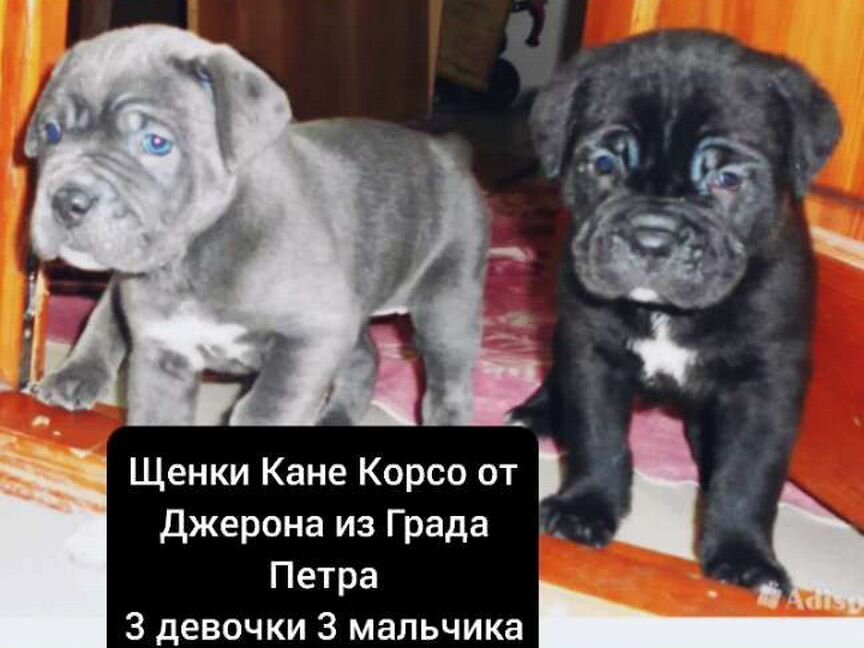 Щенки кане Корсо