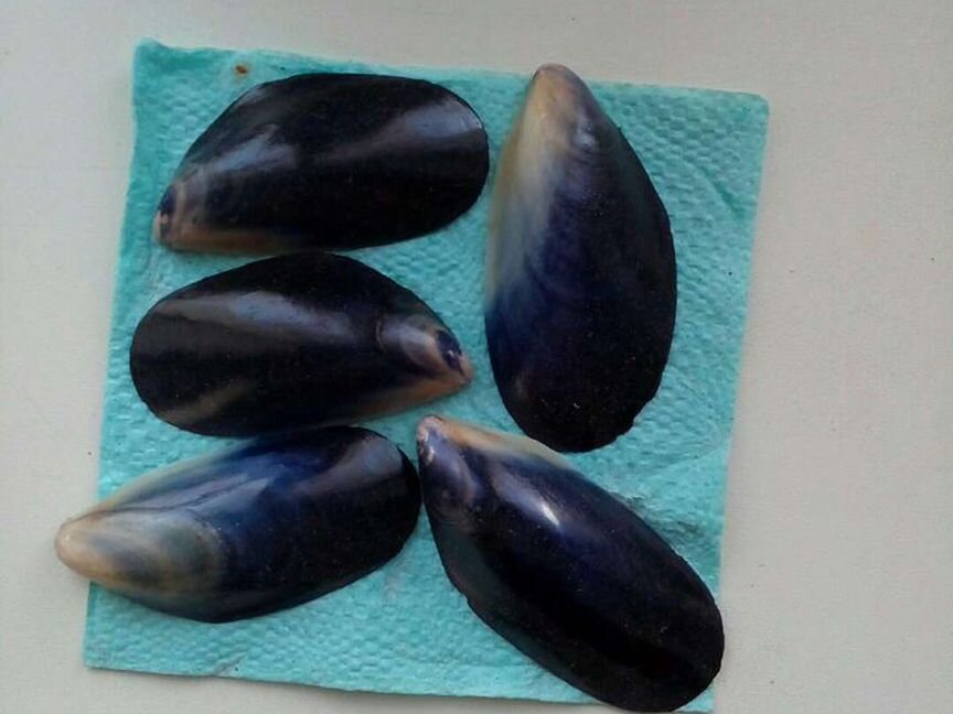 Ракушки мидий