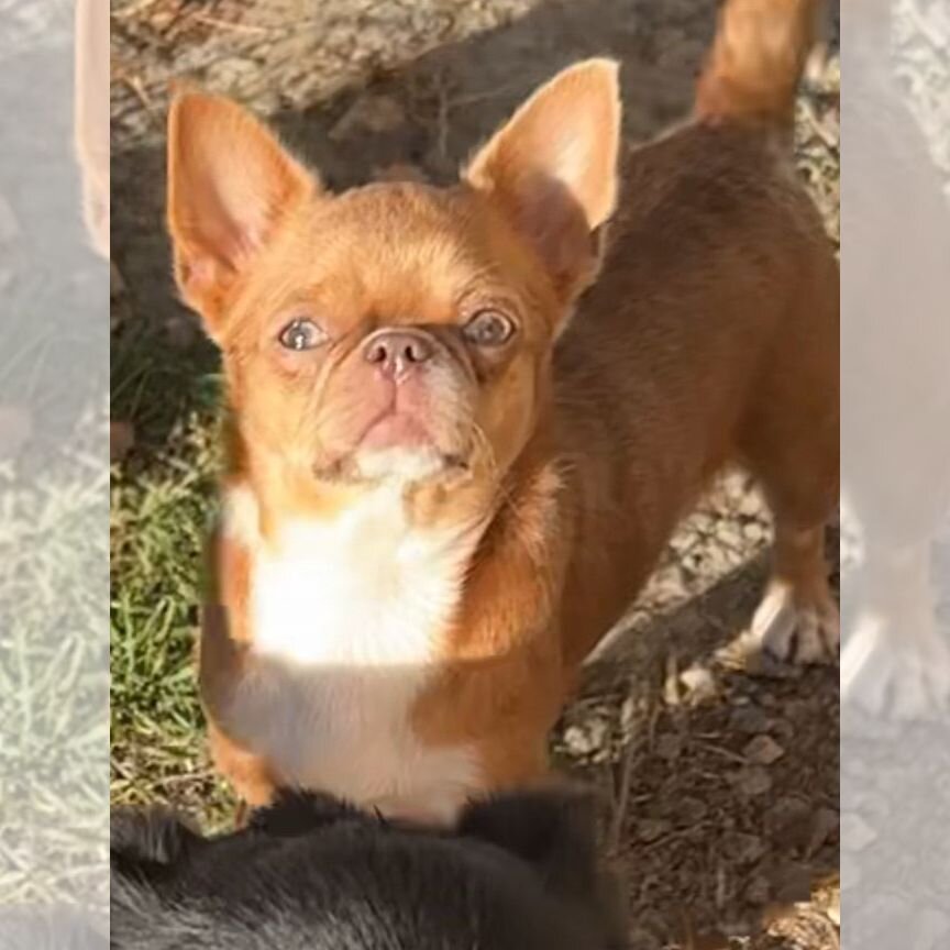 Чихуахуа, взрослая собака