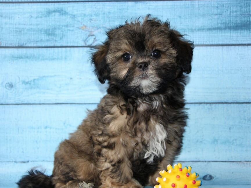 Мальчики шипу мальтипу