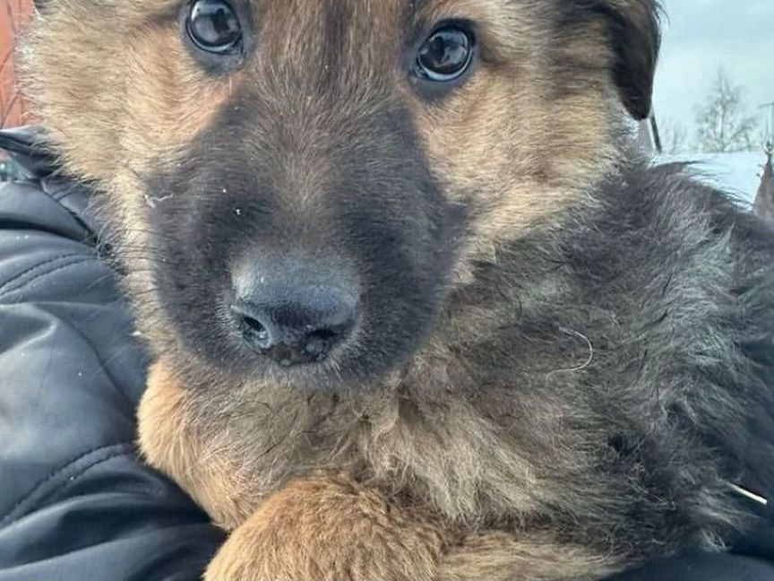 Щенки кавказской овчарки