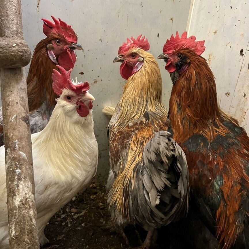 Куры и петухи домашние
