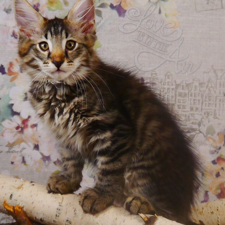 Котята породы норвежская лесная