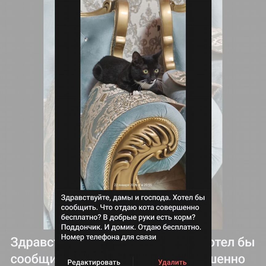 Котёнок в добрые руки