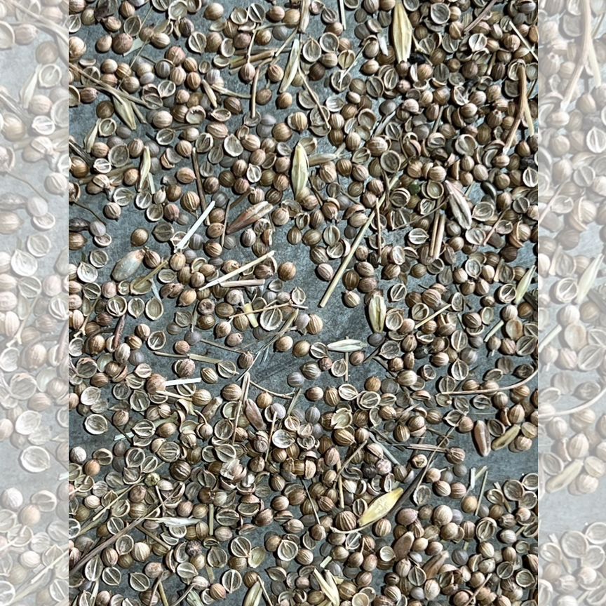 Отход кориандра