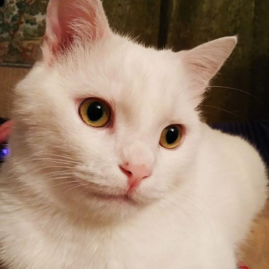 Котик