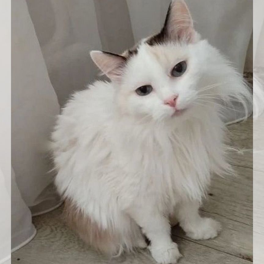 Взрослая, кошка в добрые руки