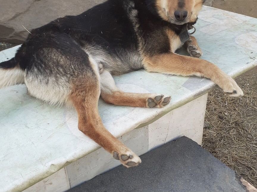 Супер Джек любимец для семьи