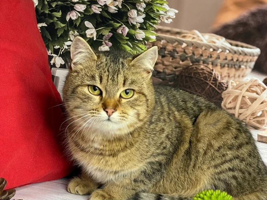 Спасите которебёнка