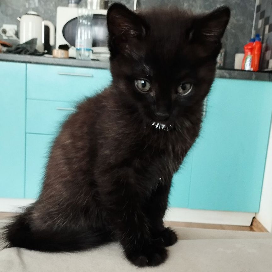 Котёнок в добрые руки