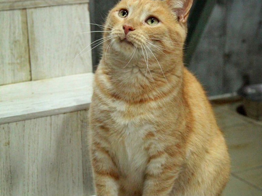 Котик Лютик