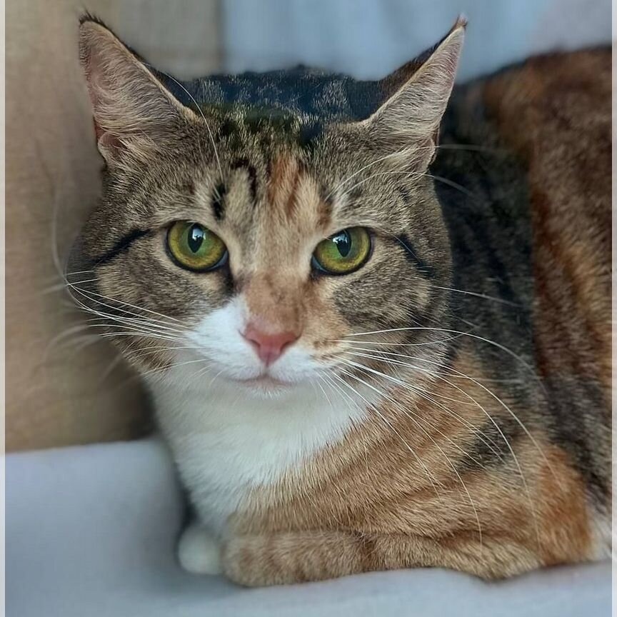 Трехцветная кошка в добрые руки