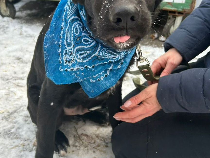 Щенок Блинчик из приюта