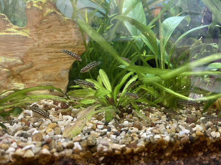 Юлидохромис регани