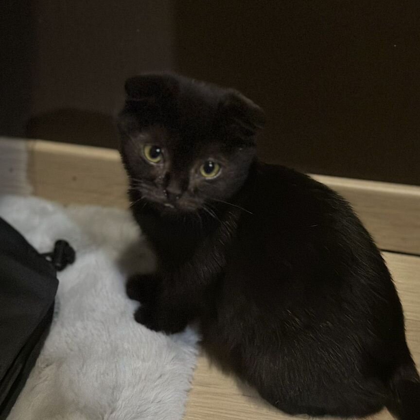Вислоухий котик