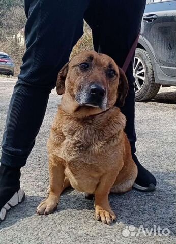 Маленькая собака из отлова спасен