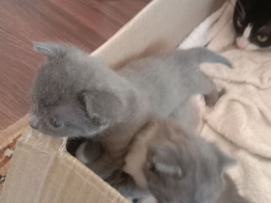 Котята метисы