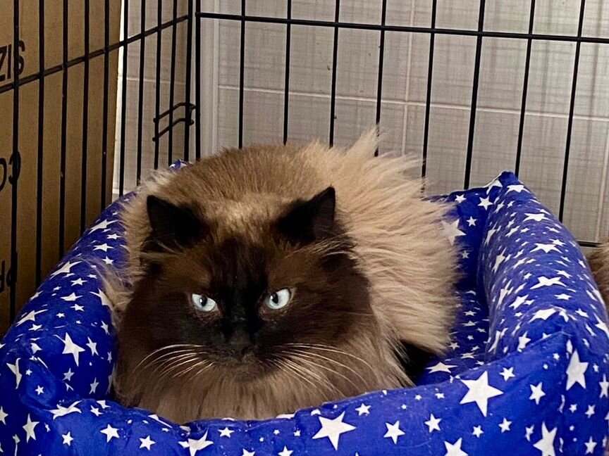 Котишки из приюта ждут человека