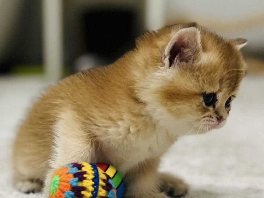 Кошка золотая шиншила