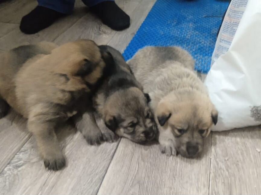 Щенки в добрые руки 2 кобелька и сучка