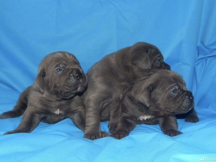 Корсо банда