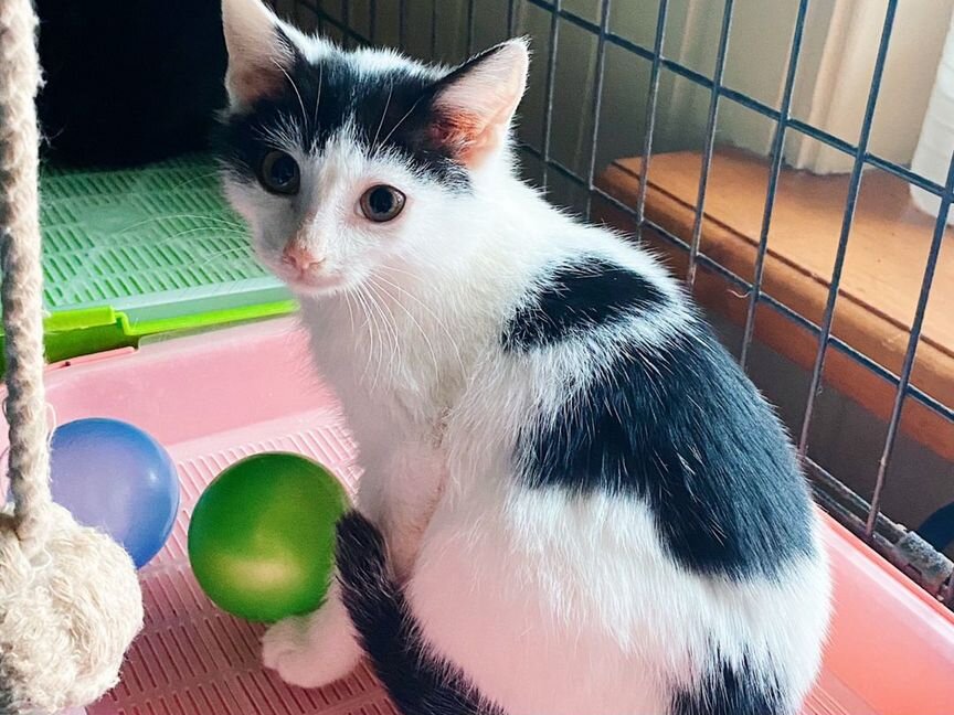 Милый, добрейший малыш котёнок мальчик 3,5м