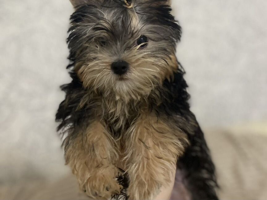 Йоркширский терьер