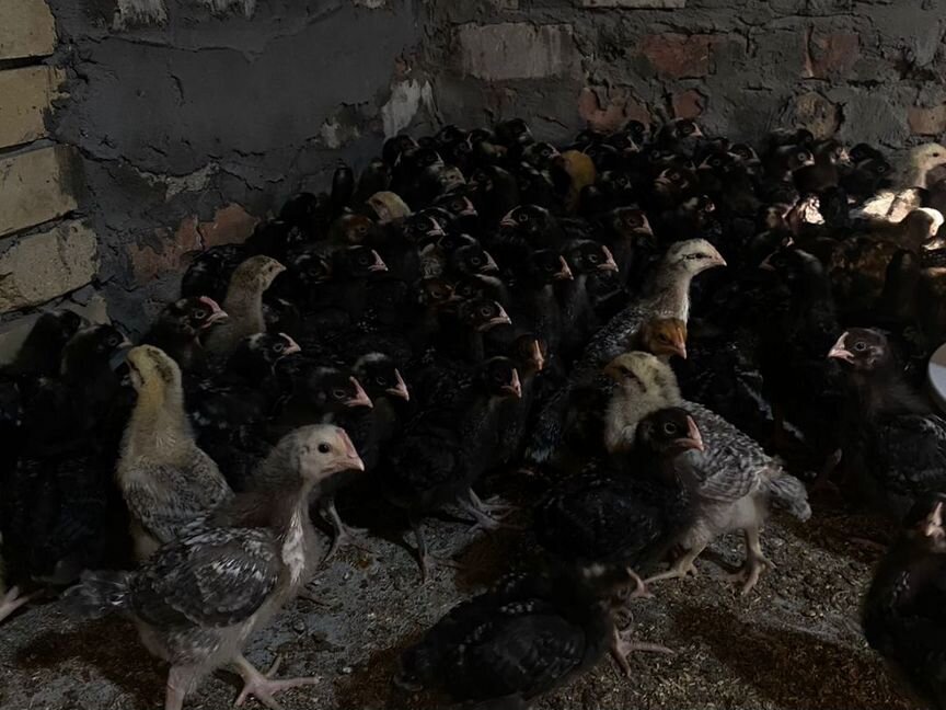 Цыплята Гриз бар