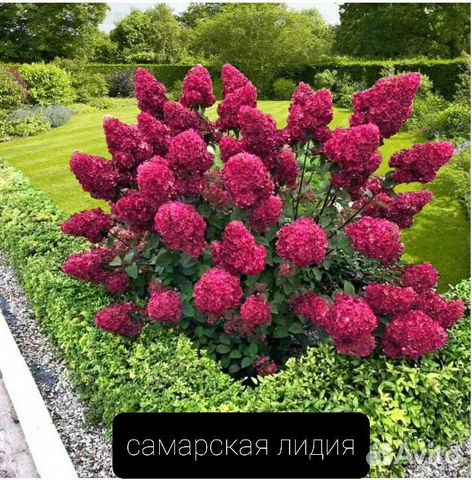 Самарская лидия метельчатая гортензия купить в Пскове | Товары для дома ...