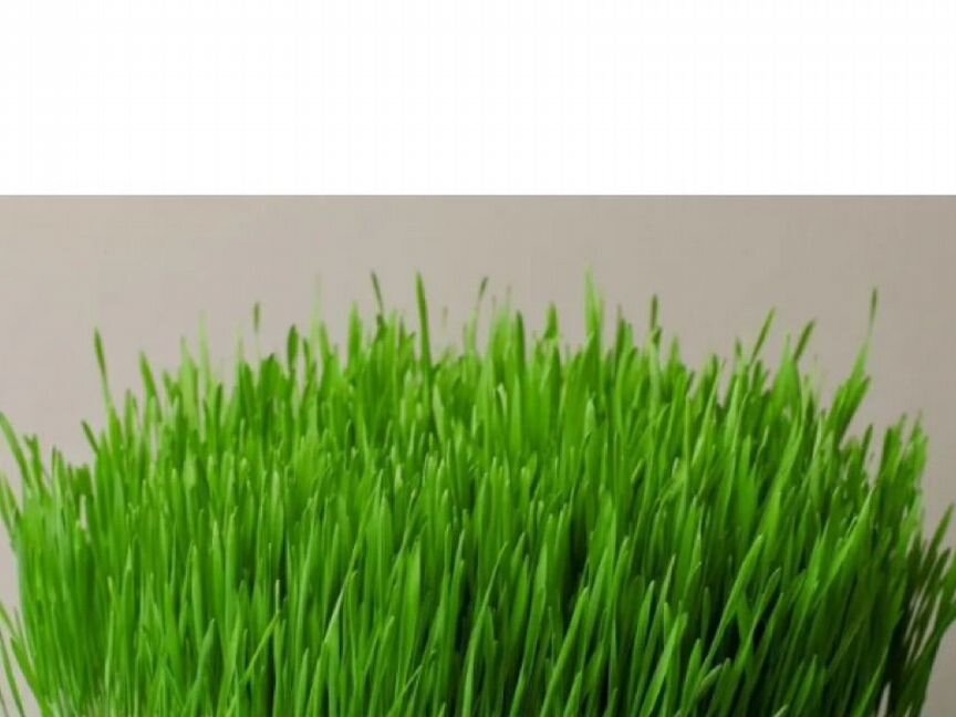 Пророщенная пшеница