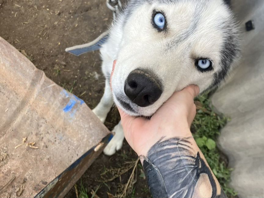 Сибирский хаски