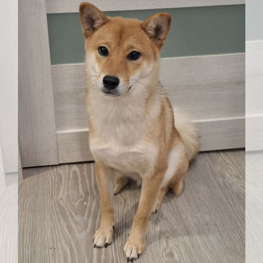 Сиба-ину, щенок