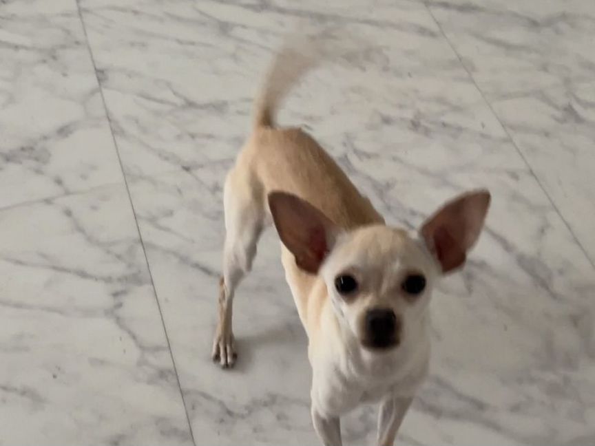 Щенки русский той-терьер