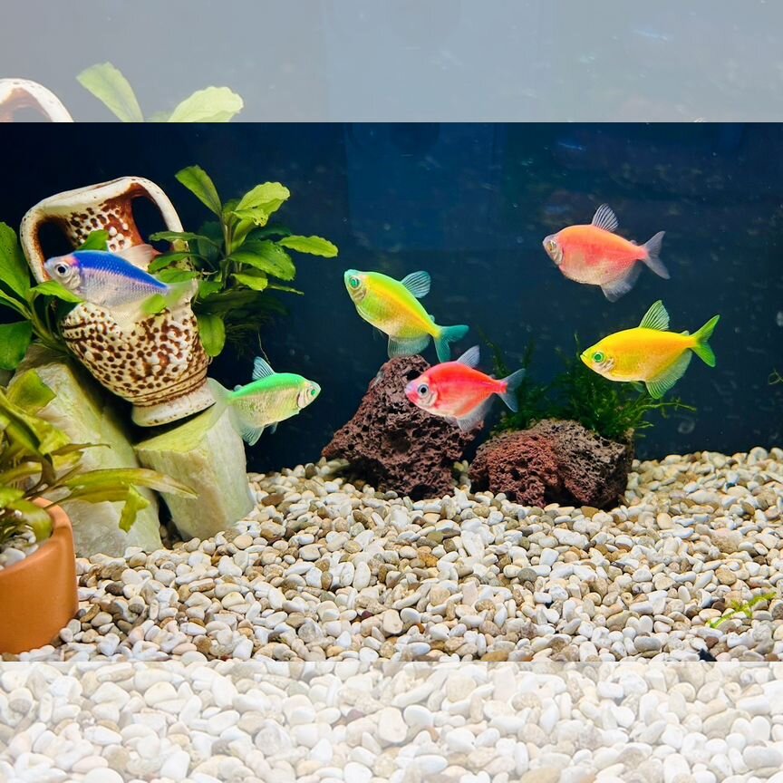 Рыбы тернеция