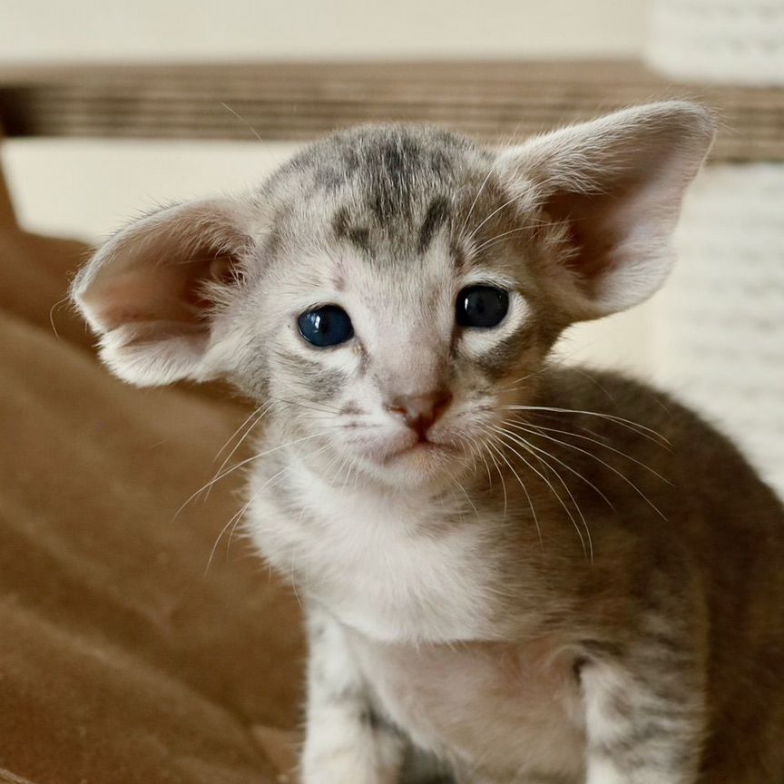 Ориентальная