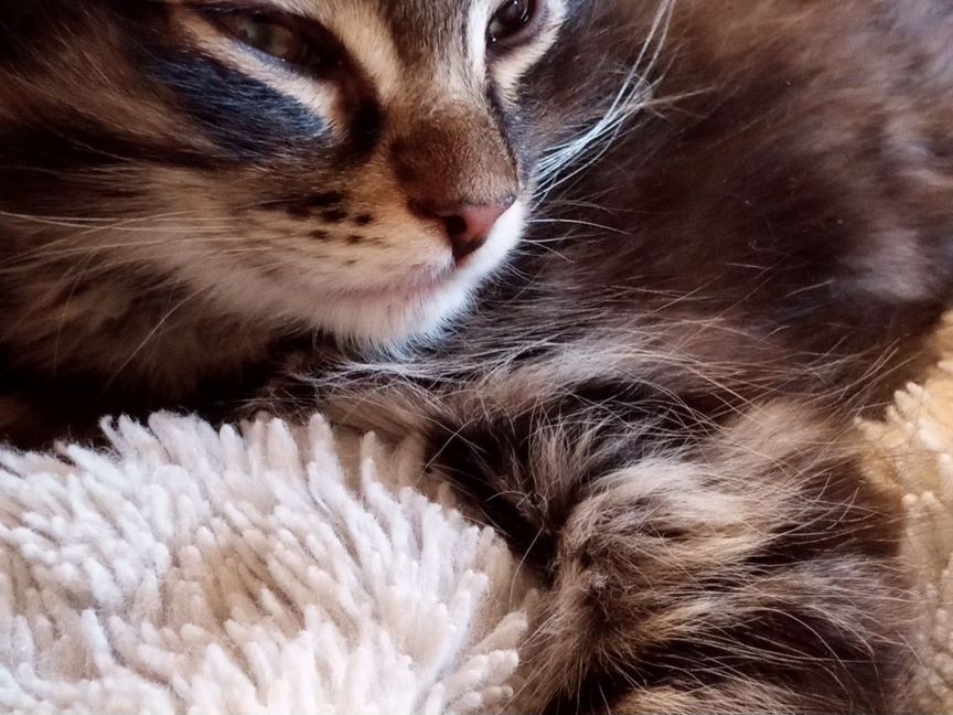 Мейн-кун котик