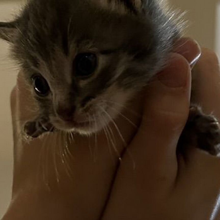 Котята в добрые руки бесплатно
