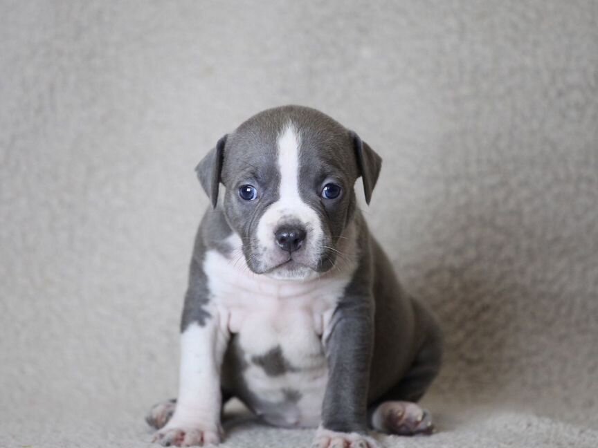 Голубая девочка,питомник