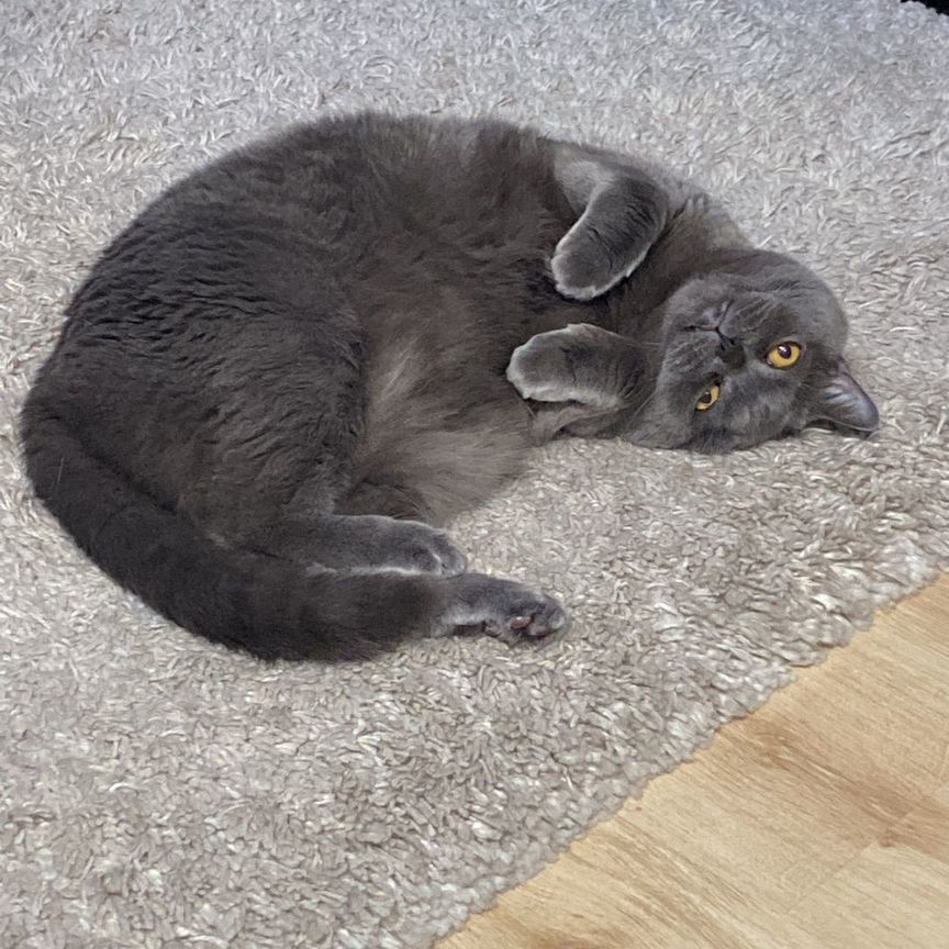 Отдам кота (Британец)